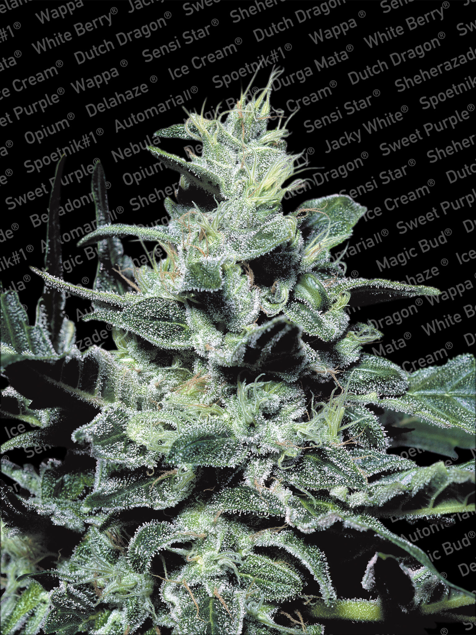 Nebula® - Newsweed - Cannabis Magazine