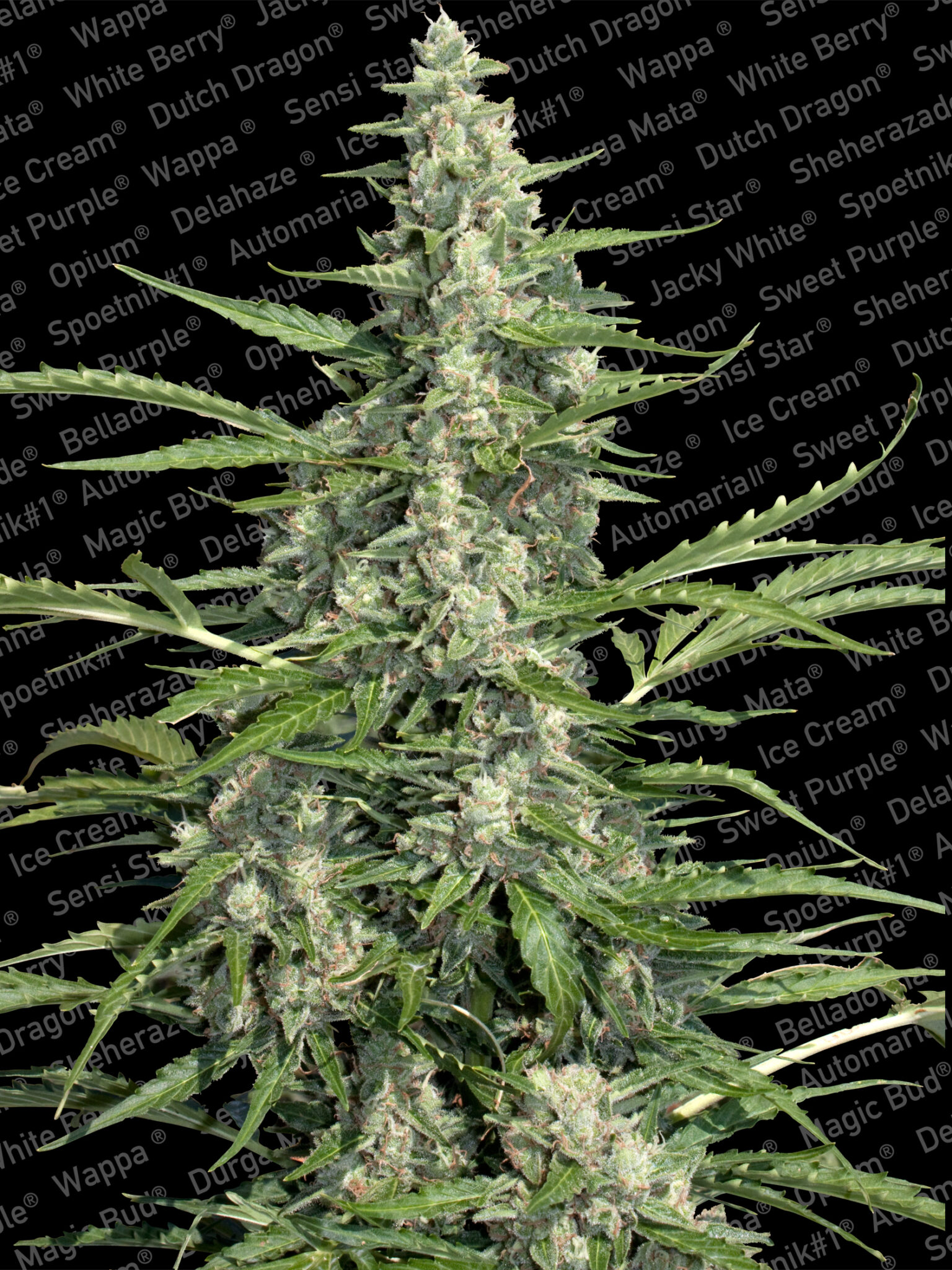 Pandora® - Newsweed - Cannabis Magazine
